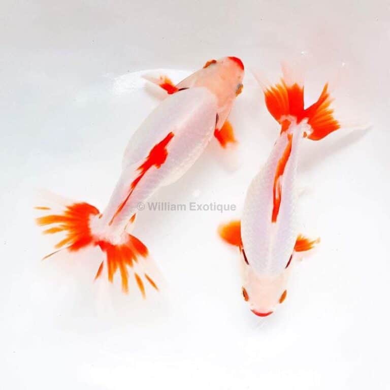 Top 25 Types of Goldfish: Popular, Fancy, & Rare