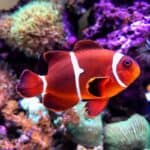 15 Most Popular Types of Clownfish (Pictures & Fun Facts)