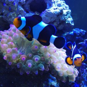 15 Most Popular Types of Clownfish (Pictures & Fun Facts)
