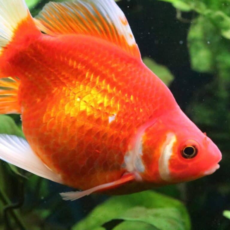 Top 25 Types of Goldfish: Popular, Fancy, & Rare