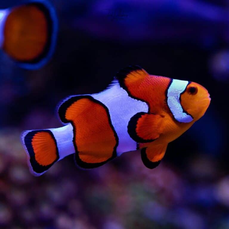 25 Real-Life Fish Featured in Finding Nemo