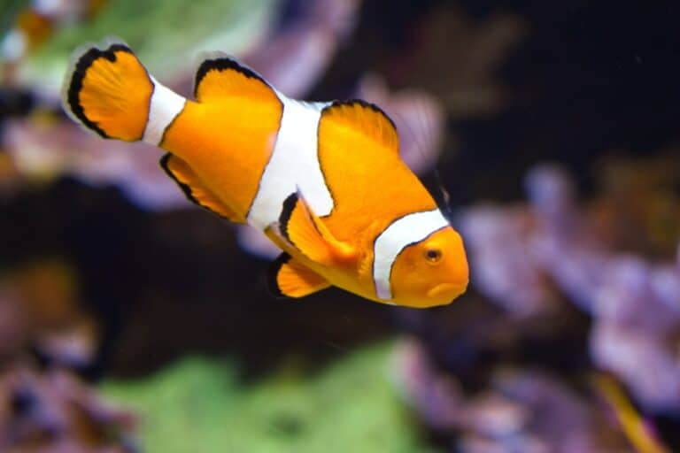 15 Most Popular Types of Clownfish (Pictures & Fun Facts)