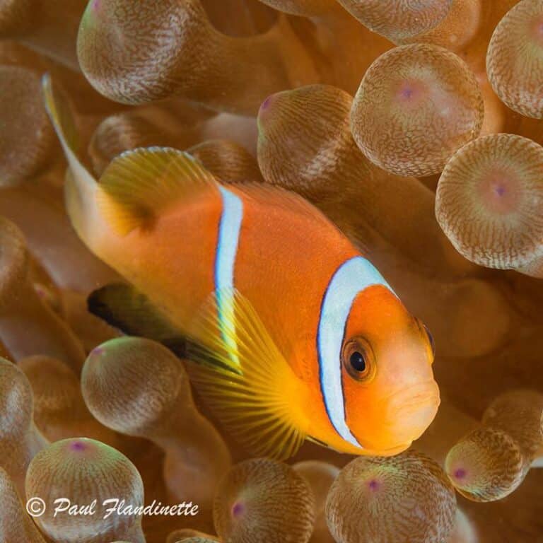 15 Most Popular Types of Clownfish (Pictures & Fun Facts)