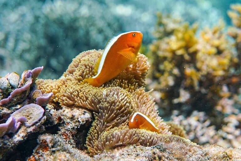 15 Most Popular Types of Clownfish (Pictures & Fun Facts)