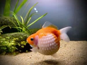 Top 25 Types of Goldfish: Popular, Fancy, & Rare