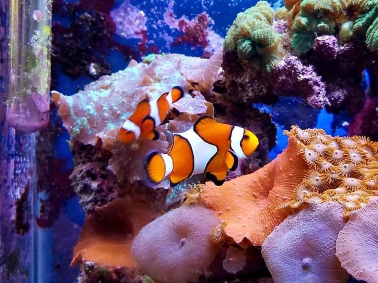 15 Most Popular Types of Clownfish (Pictures & Fun Facts)
