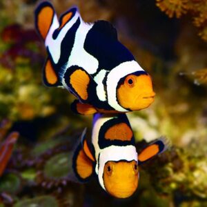 15 Most Popular Types of Clownfish (Pictures & Fun Facts)