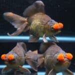 15 Best Smallest Goldfish Breeds - The Aquarium Life