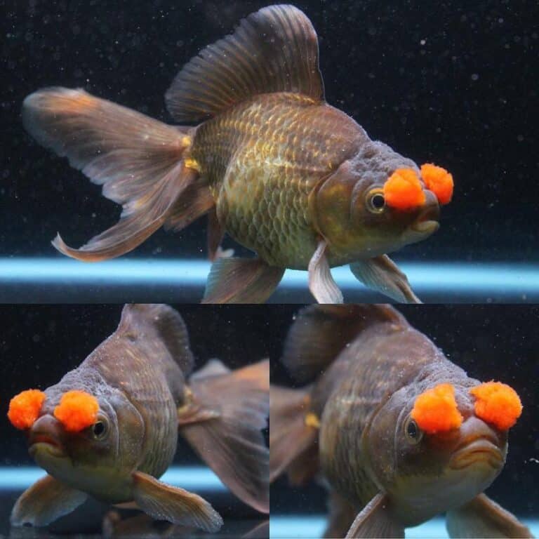 15 Best Smallest Goldfish Breeds - The Aquarium Life