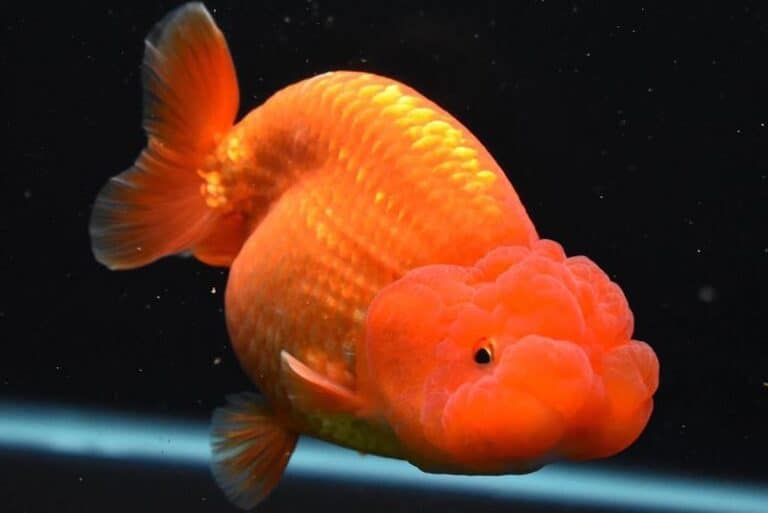 15 Best Smallest Goldfish Breeds - The Aquarium Life