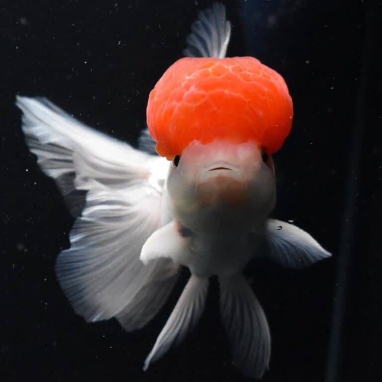 Oranda Goldfish: The Crown Jewel of Fancy Goldfish