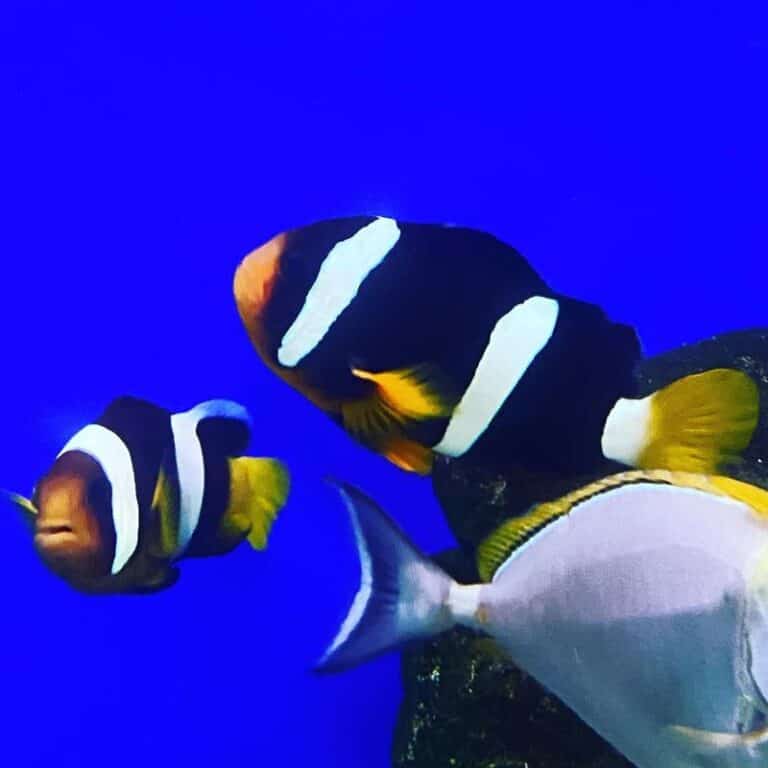 15 Most Popular Types of Clownfish (Pictures & Fun Facts)
