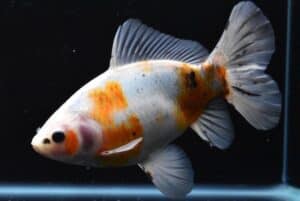 Top 25 Types of Goldfish: Popular, Fancy, & Rare