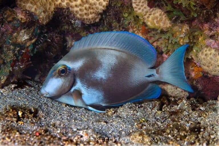 Fish at Bottom of Tank: Why & Solutions - The Aquarium Life