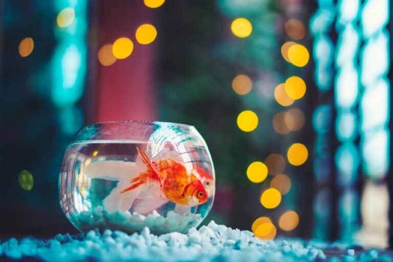 15 Best Smallest Goldfish Breeds - The Aquarium Life