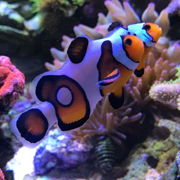15 Most Popular Types of Clownfish (Pictures & Fun Facts)