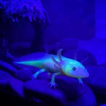 GFP Axolotl Guide: Why Glowing, Care & Diet - The Aquarium Life