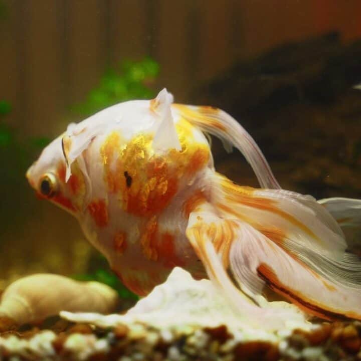 Fish at Bottom of Tank: Why & Solutions - The Aquarium Life