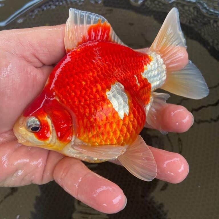 Top 25 Types of Goldfish: Popular, Fancy, & Rare