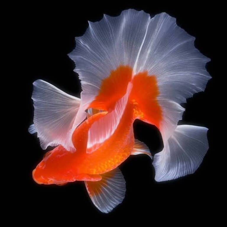 15 Best Smallest Goldfish Breeds - The Aquarium Life