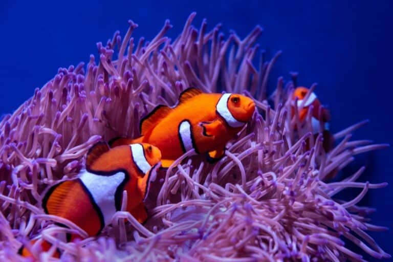 15 Most Popular Types of Clownfish (Pictures & Fun Facts)