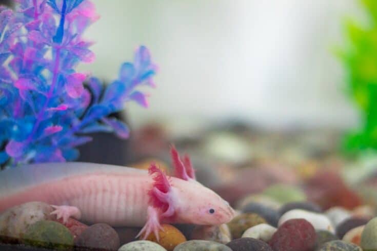 Baby Axolotl Care: Tank Set-Up, Feed & Health Issues