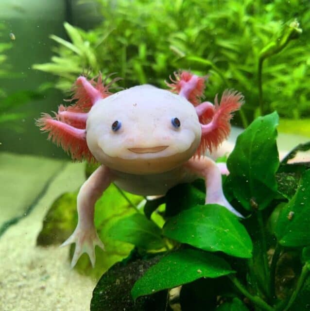 Baby Axolotl Care: Tank Set-Up, Feed & Health Issues
