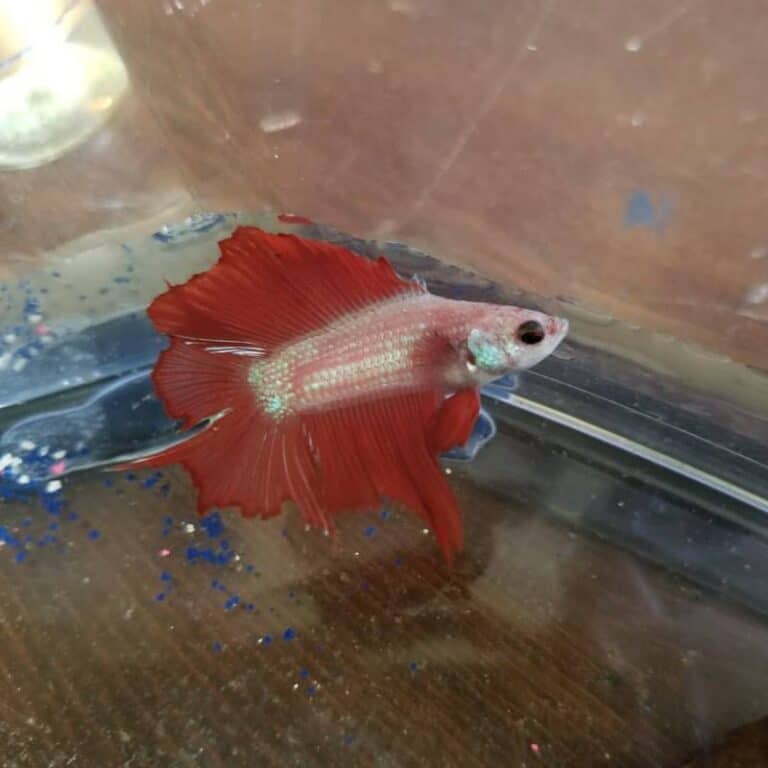 Betta Fish Swimming Sideways: Reasons & Treatments