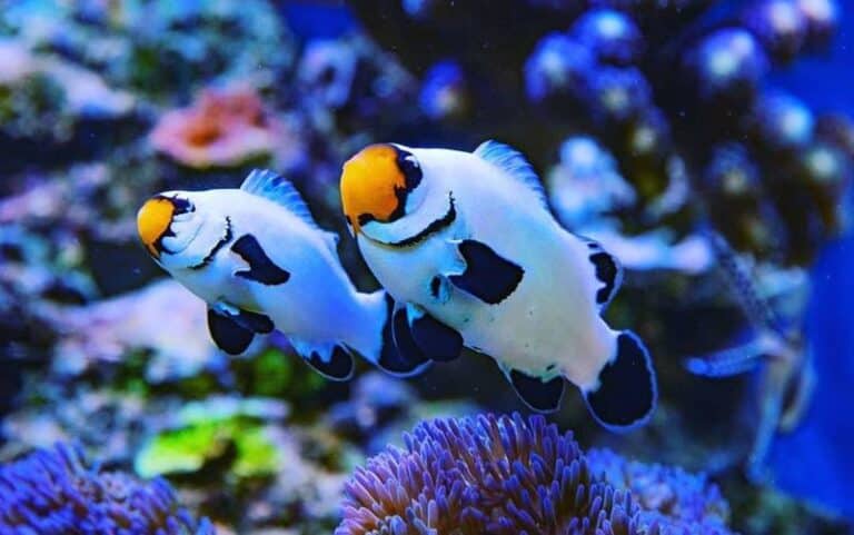 15 Most Popular Types of Clownfish (Pictures & Fun Facts)
