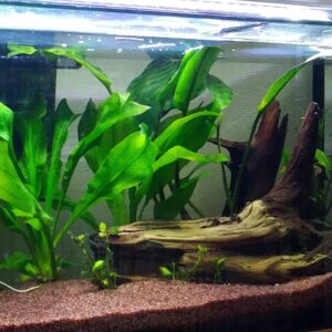 16 Best Aquarium Plants to Reduce Nitrates