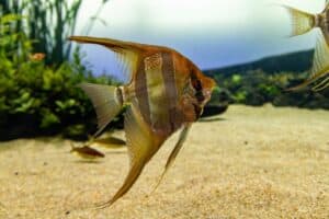 Best Angelfish Tank Size: Ideal Tank Size Chart