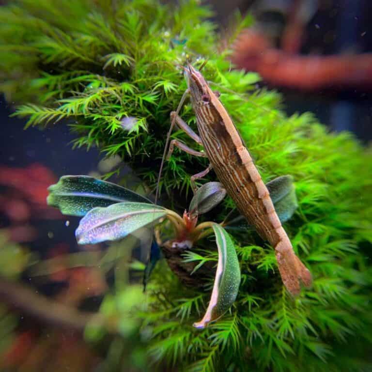 Bamboo Shrimp: Care, Diet, and Breeding Guide