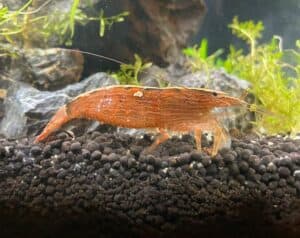 Bamboo Shrimp: Care, Diet, and Breeding Guide