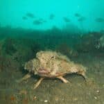 12 Fish With Legs: Unique Walking Fish