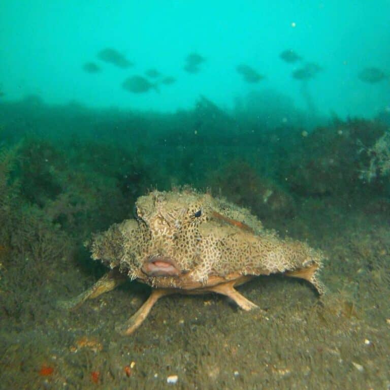 12 Fish With Legs: Unique Walking Fish