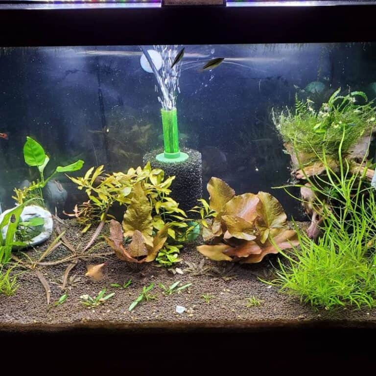 How Does a Sponge Filter Work? (Benefits & How To Use)