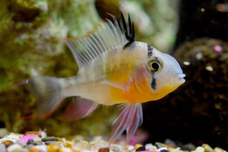 13 Ideal Tank Mates for Your Discus - The Aquarium Life