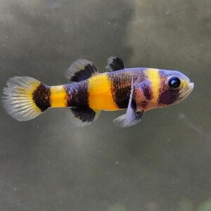 Best Fish that Clean Tanks: Which One is Right for You?
