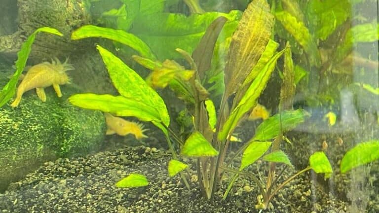 18 Best Easy Aquarium Plants for Beginners