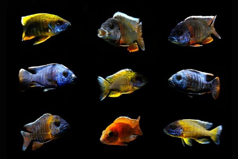 How Long Do Different Cichlid Species Live?