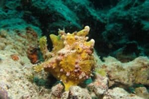 12 Fish With Legs: Unique Walking Fish