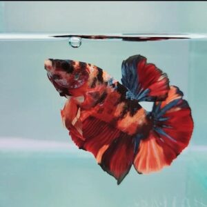 Koi Betta Fish: Care & Types Guide - The Aquarium Life