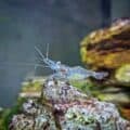 Ghost Shrimp Profile: Size, Lifespan, Diet & Care