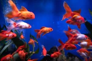 Perfect Goldfish Water Temperature: Ideal Temp Range