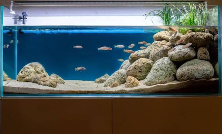 African Cichlid Tank Size & Setup Guide - The Aquarium Life