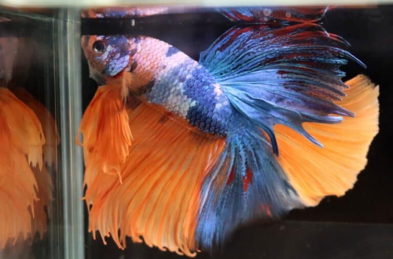 Koi Betta Fish: Care & Types Guide - The Aquarium Life