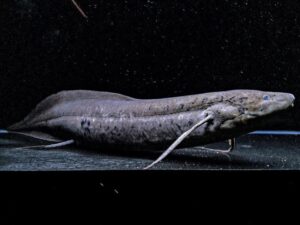 12 Fish With Legs: Unique Walking Fish