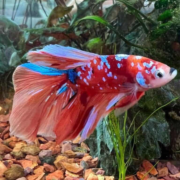 Koi Betta Fish: Care & Types Guide - The Aquarium Life
