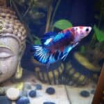 Koi Betta Fish: Care & Types Guide - The Aquarium Life