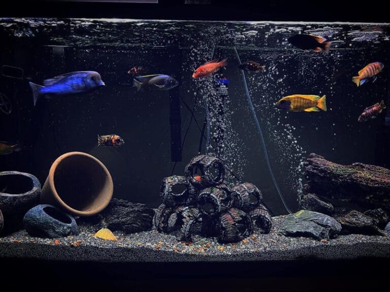 African Cichlid Tank Size & Setup Guide - The Aquarium Life